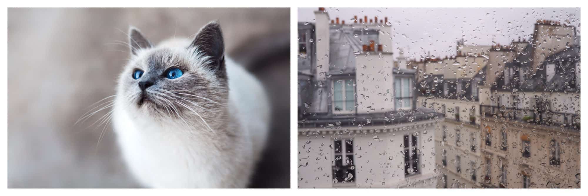 Paris Cats Part 4: Finding a Pet Sitter in Paris - HiP Paris Blog